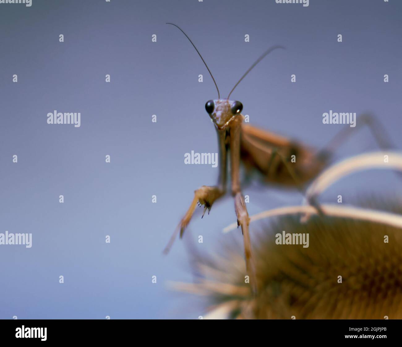 Portret of Praying mantis on a dry plants Stock Photo - Alamy