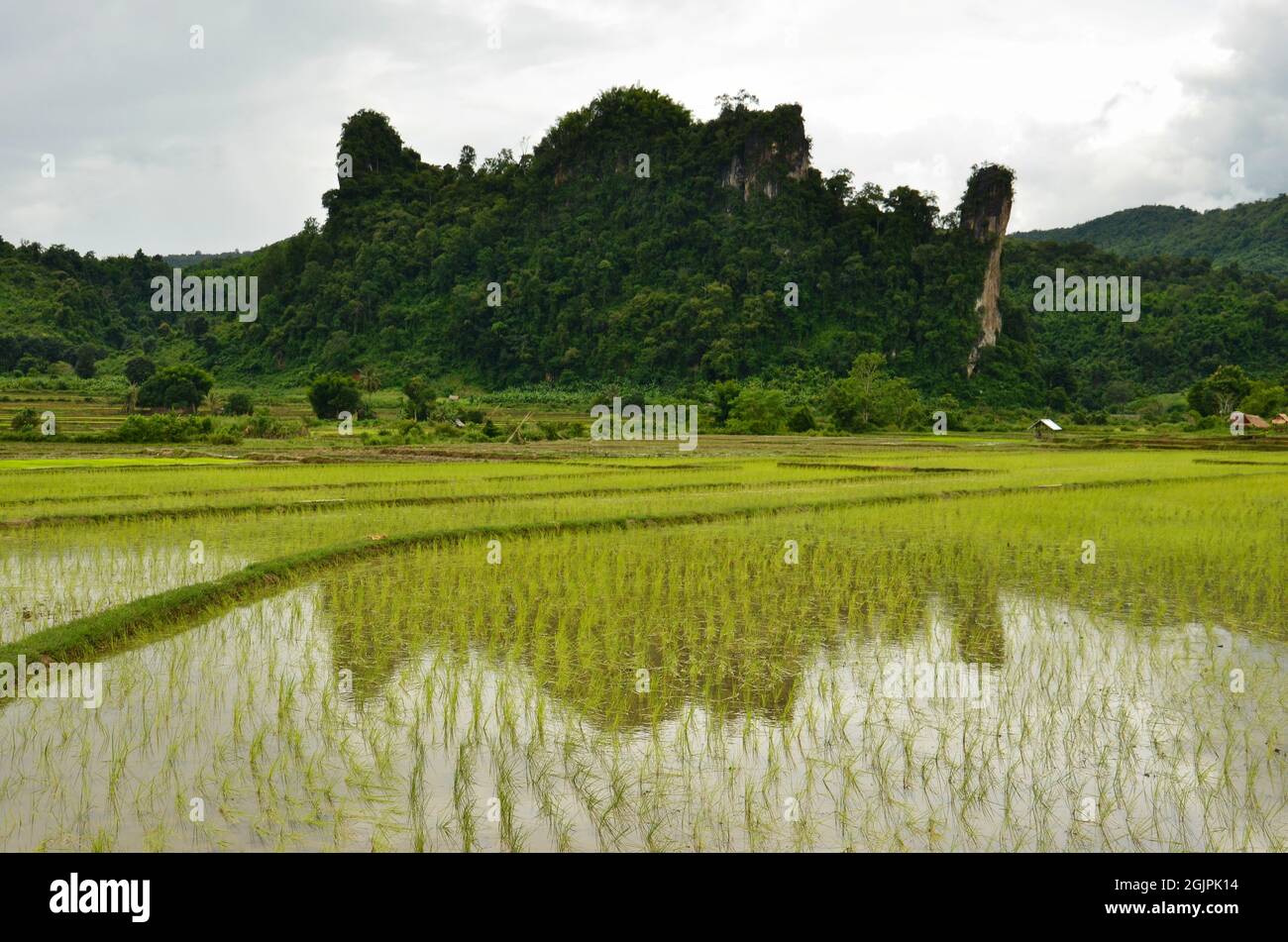 Laos Rice field betwee mountains with Rice Hut early in the moring ...