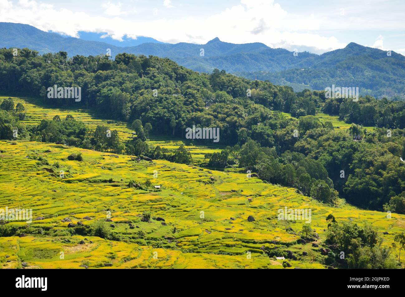 indonesia rice field, food of cereal grain corn bran wheat oats ...