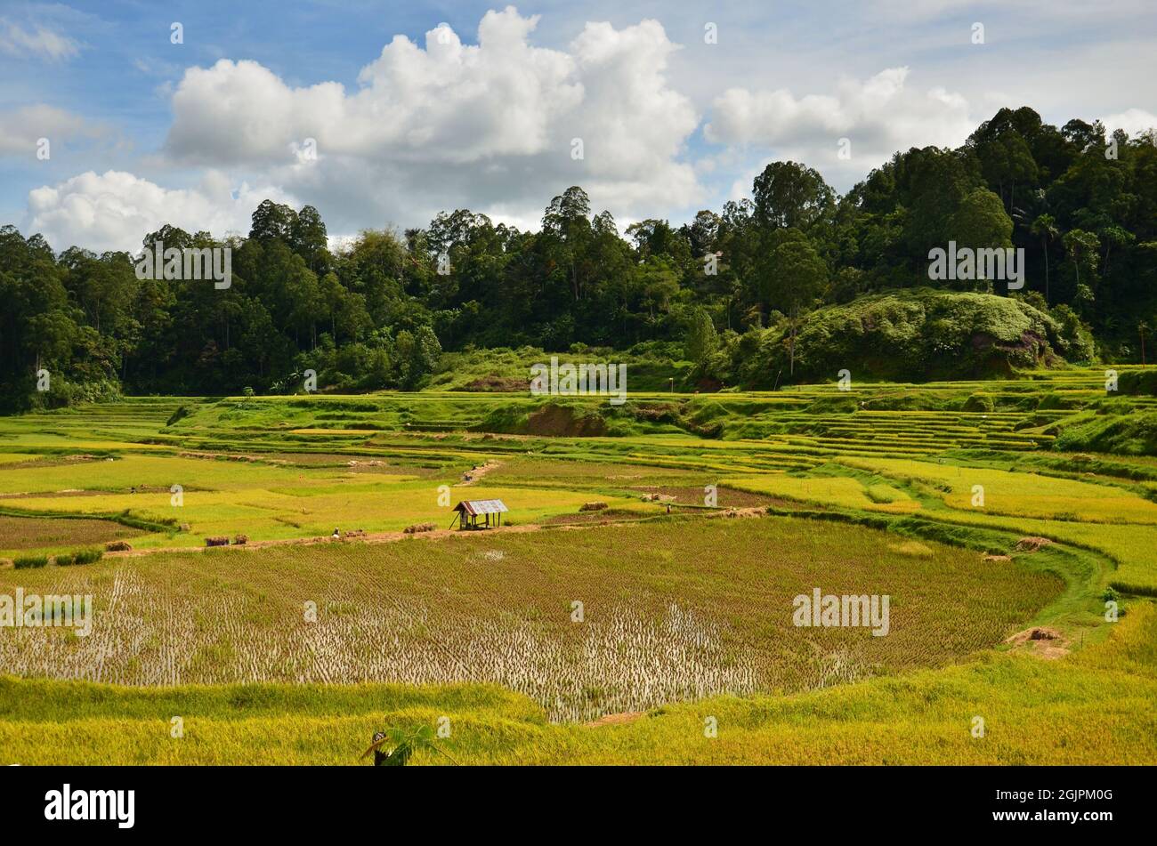 indonesia rice field, food of cereal grain corn bran wheat oats ...