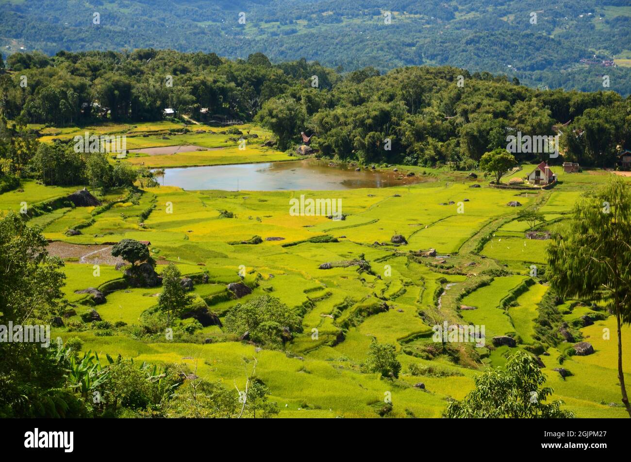 indonesia rice field, food of cereal grain corn bran wheat oats ...