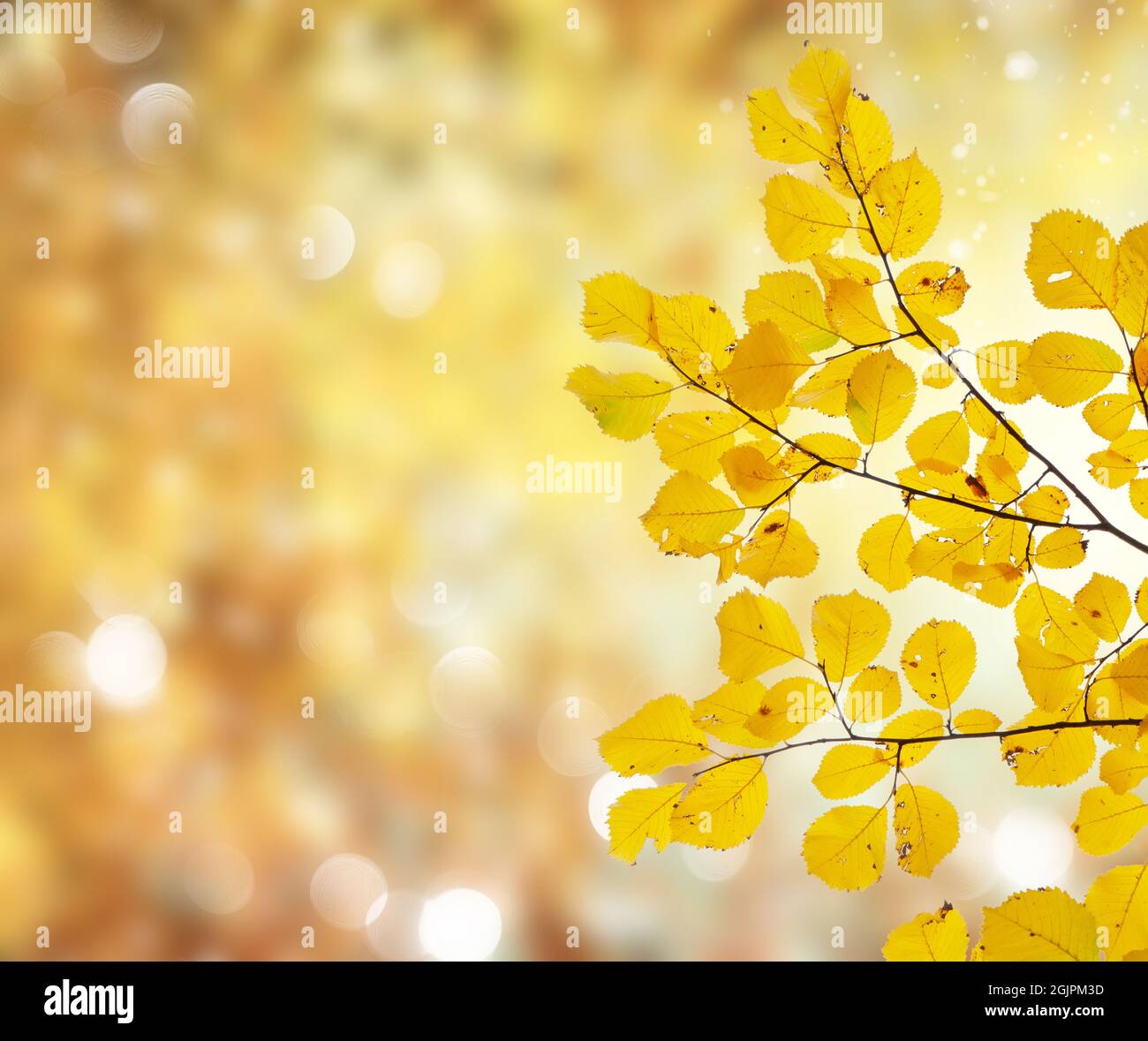 fall leaves with green grass Stock Photo - Alamy