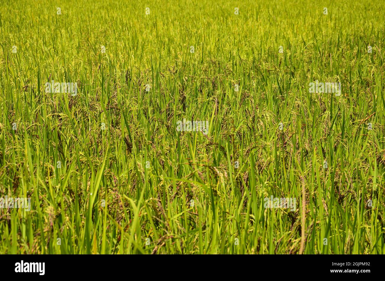 Asia rice field hi-res stock photography and images - Alamy