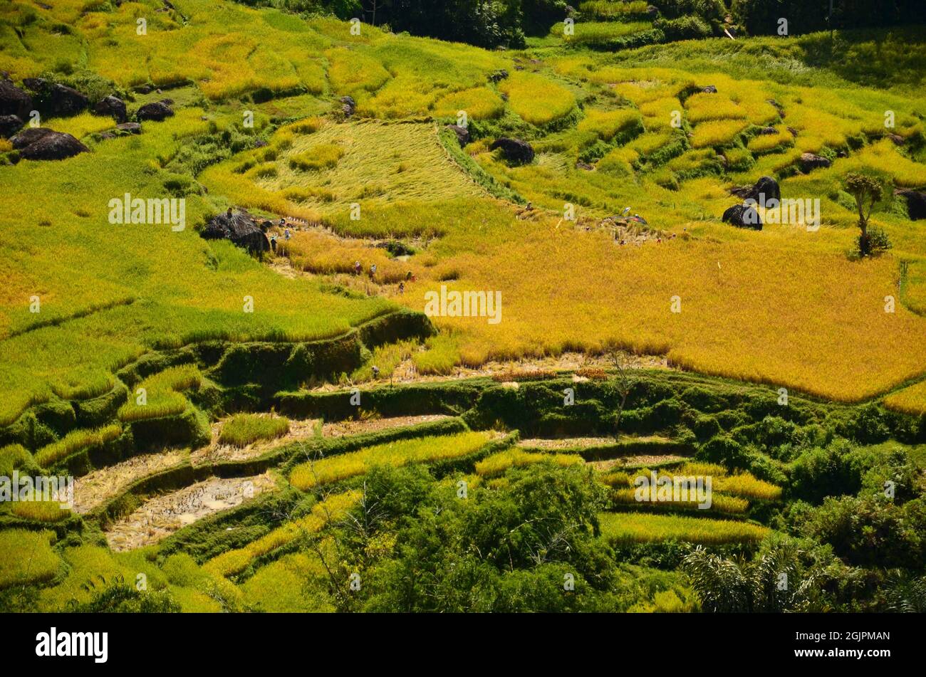 indonesia rice field, food of cereal grain corn bran wheat oats ...
