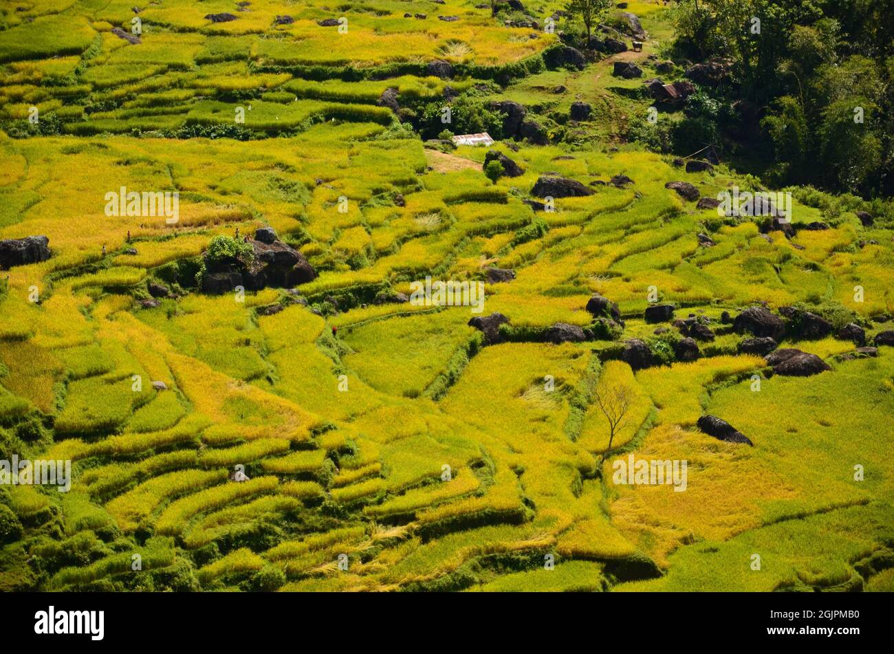 indonesia rice field, food of cereal grain corn bran wheat oats ...