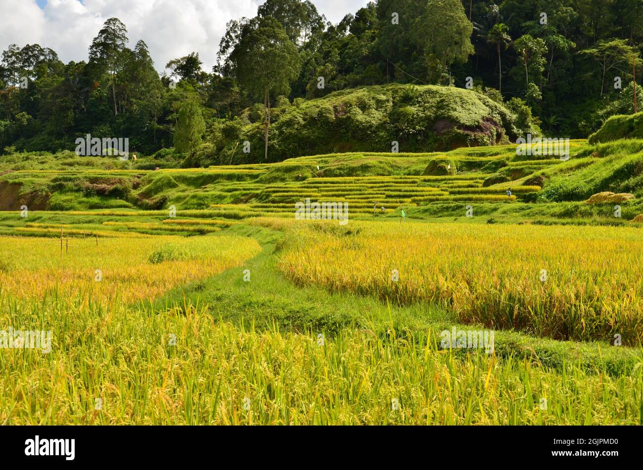 indonesia rice field, food of cereal grain corn bran wheat oats ...