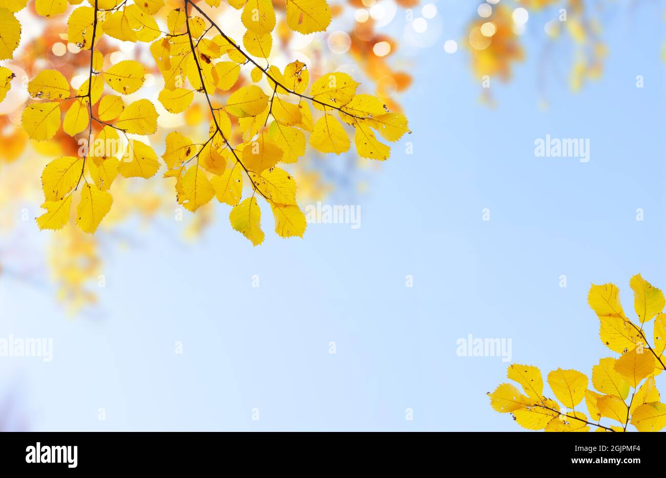 Vibrant fall foliage Stock Photo - Alamy