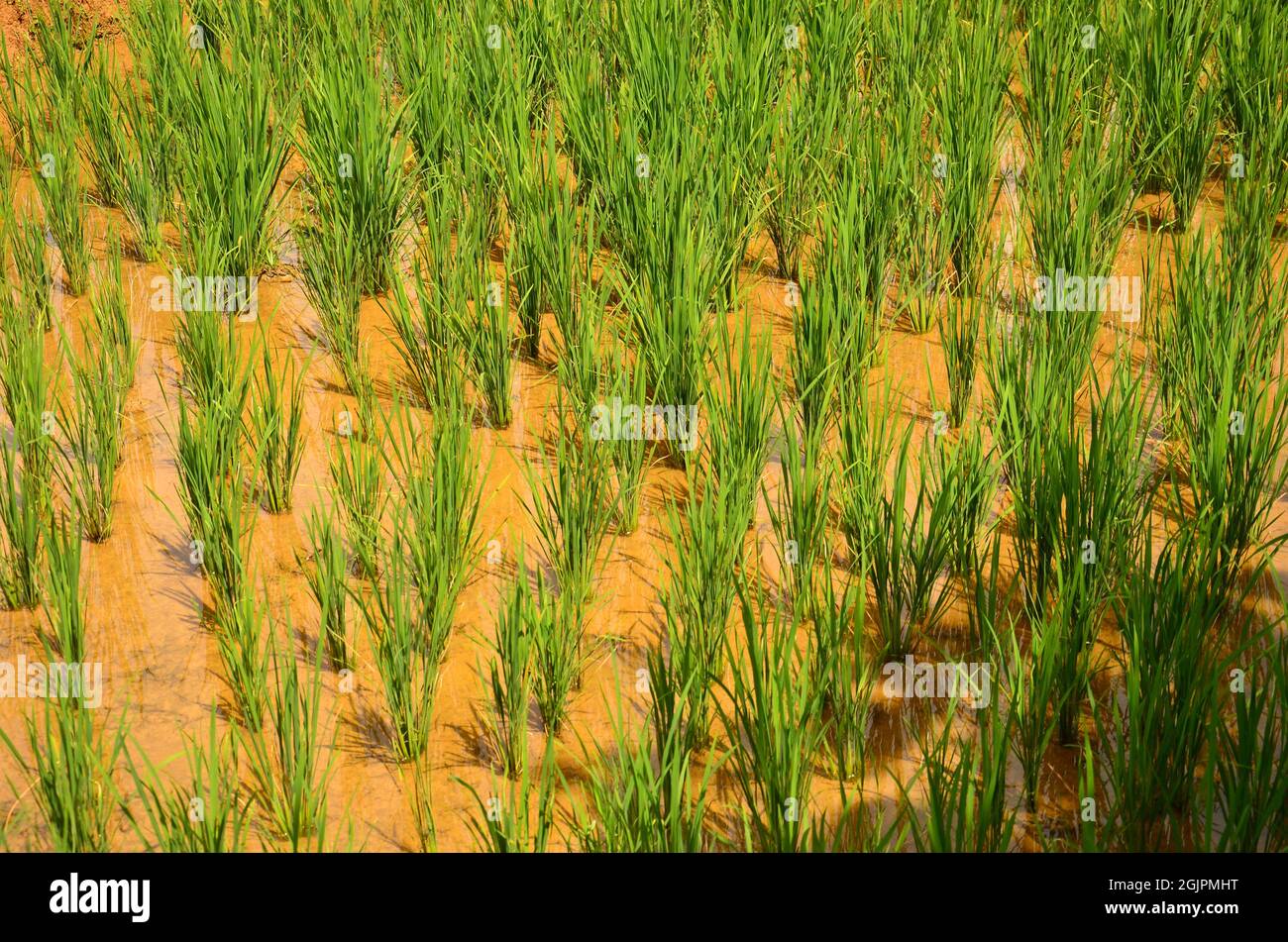 Asia rice field hi-res stock photography and images - Alamy