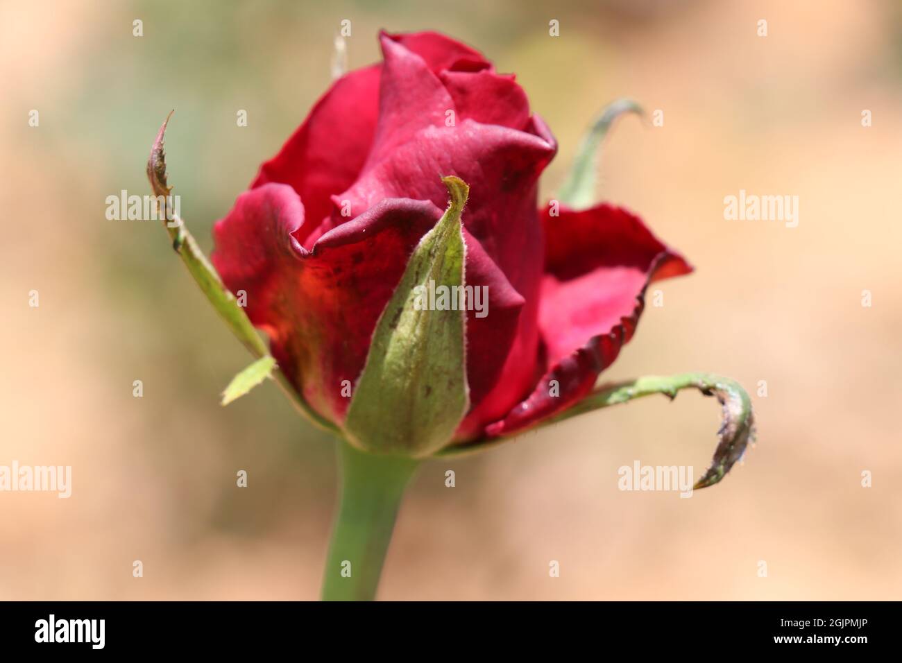 Beautiful blood red rose partially bloomed Stock Photo - Alamy