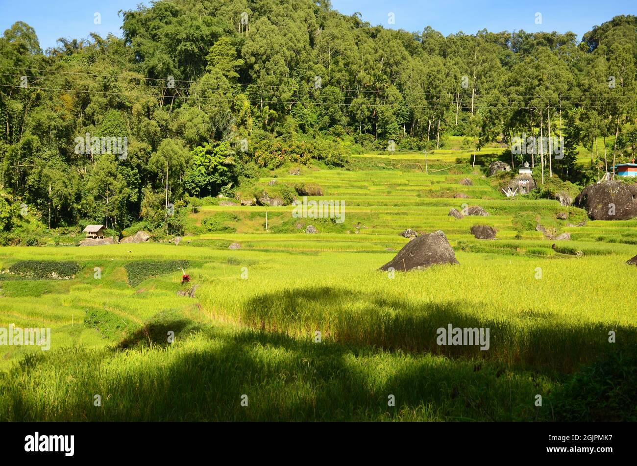 Rice Terraces In Indonesia. Terrace Rice Fields, Indonesia. Green ...