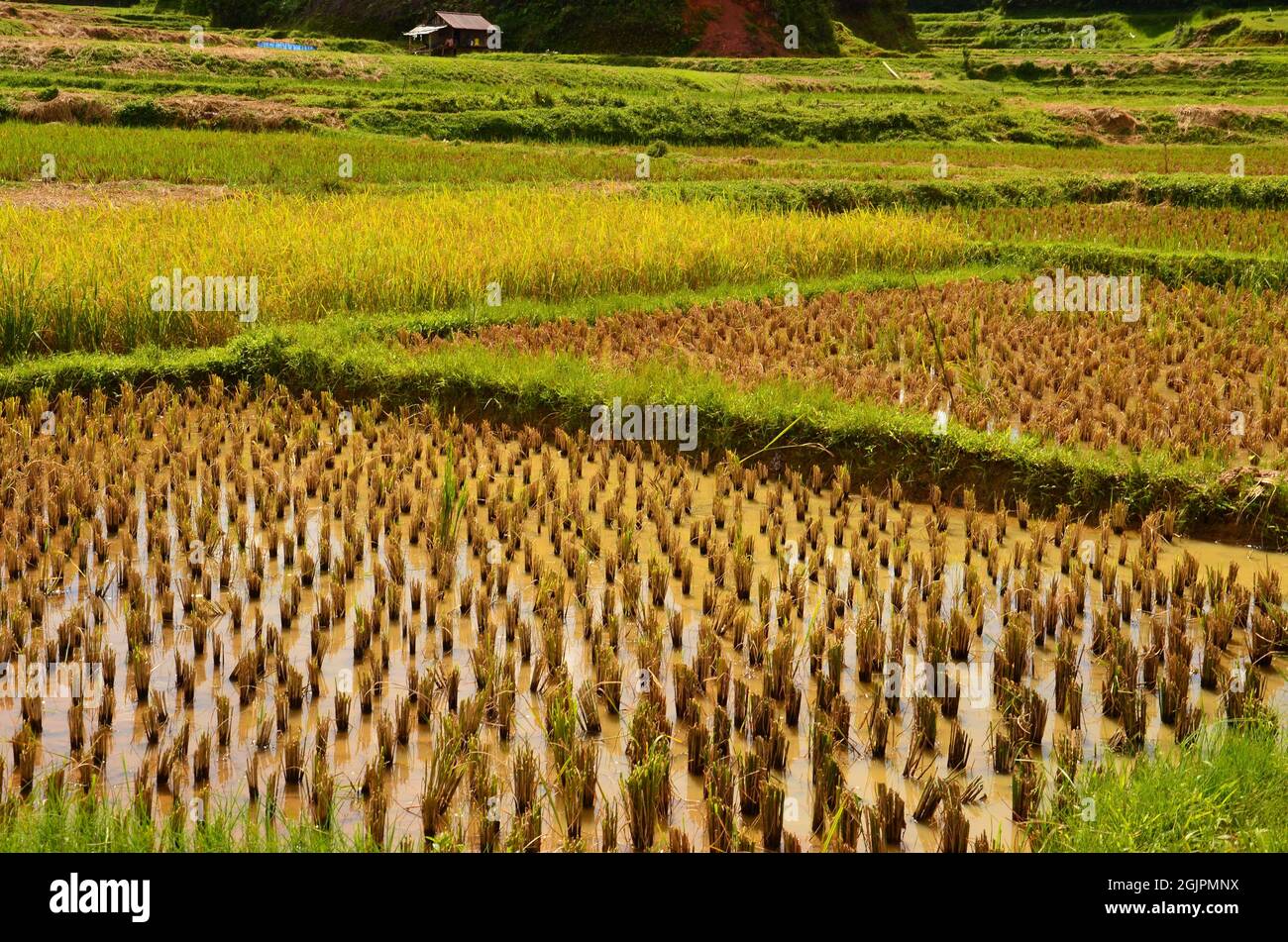 indonesia rice field, food of cereal grain corn bran wheat oats ...