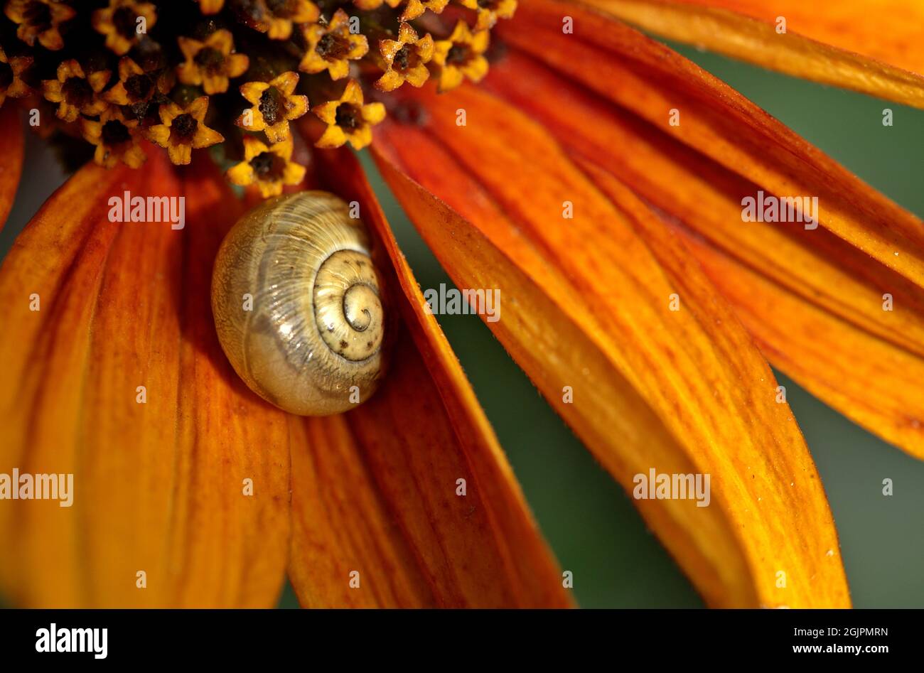Baby snail hi-res stock photography and images - Alamy