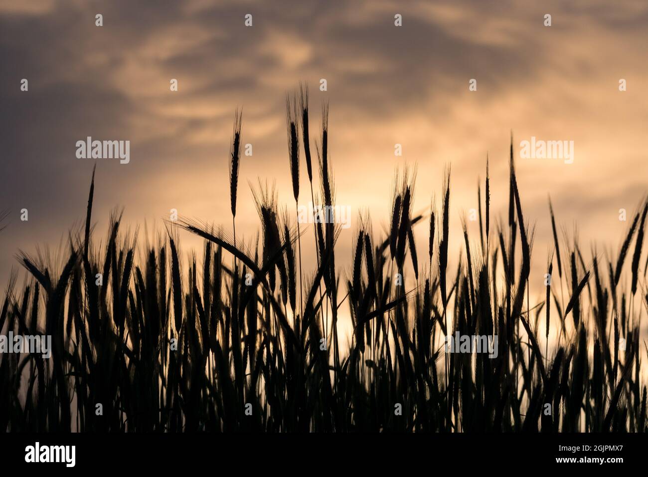 Harvest silhouette hi-res stock photography and images - Alamy
