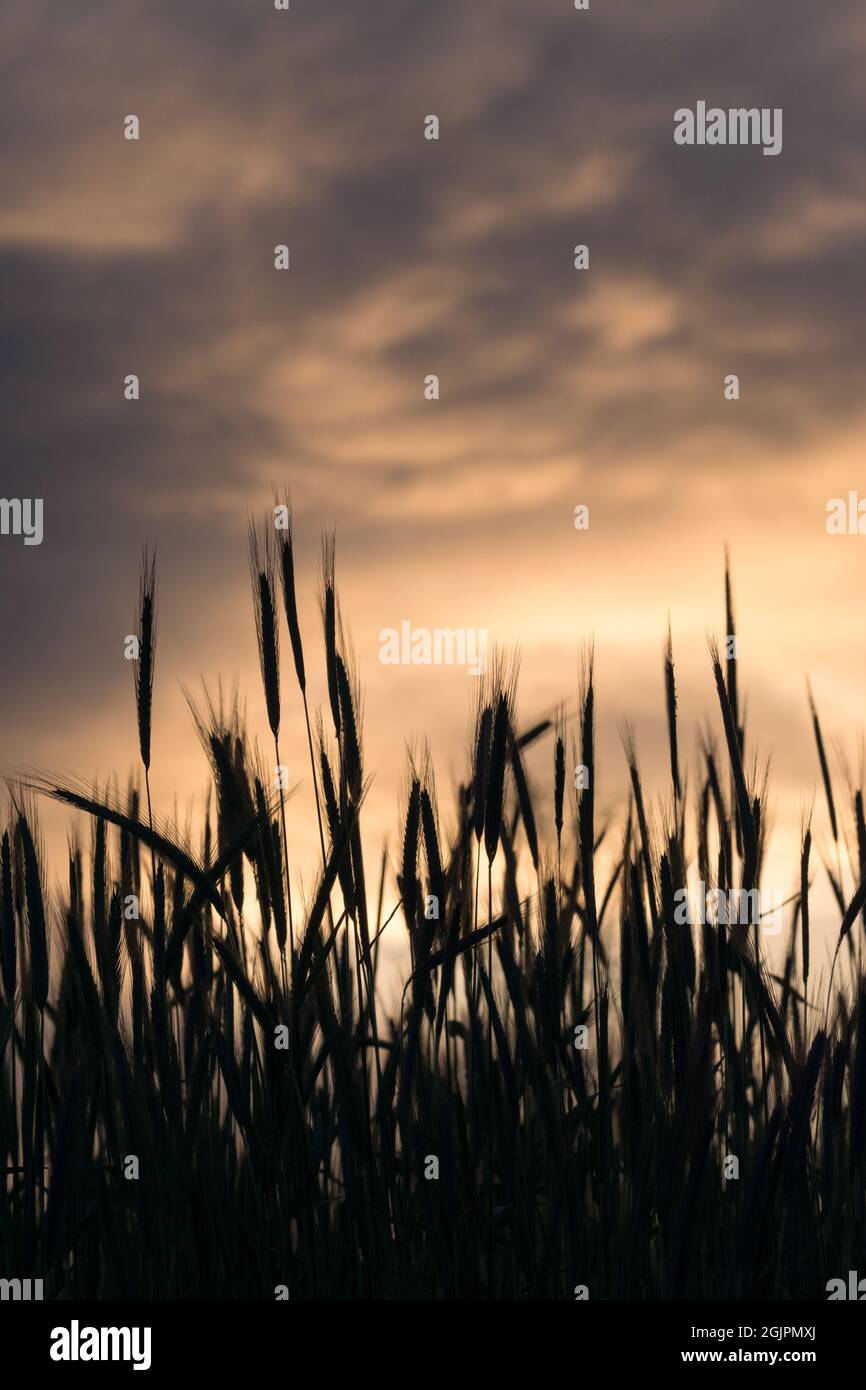 Harvest silhouette hi-res stock photography and images - Alamy