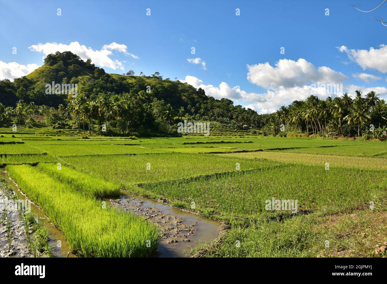 indonesia rice field, food of cereal grain corn bran wheat oats ...