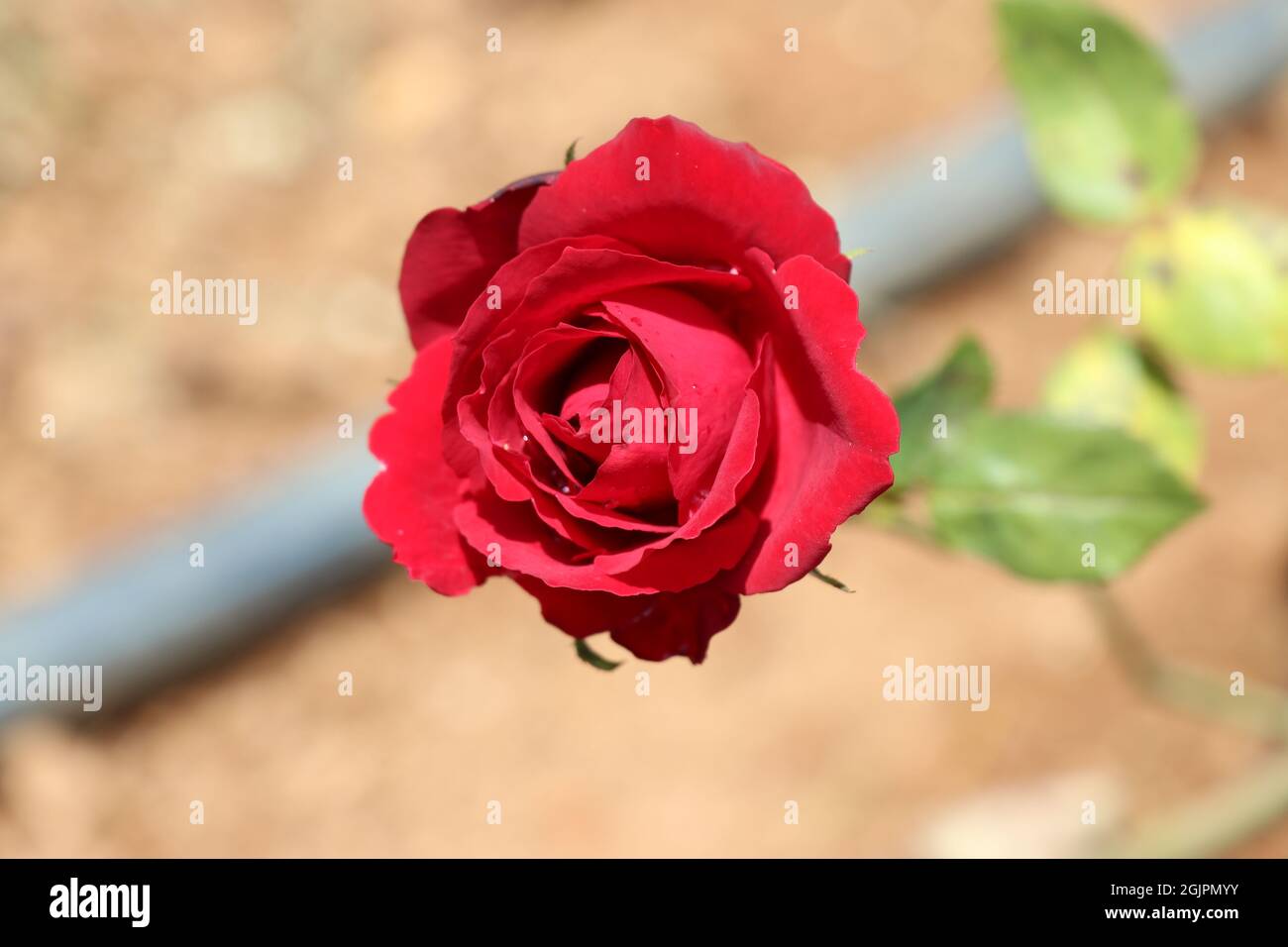 Partially bloomed blood red rose Stock Photo - Alamy