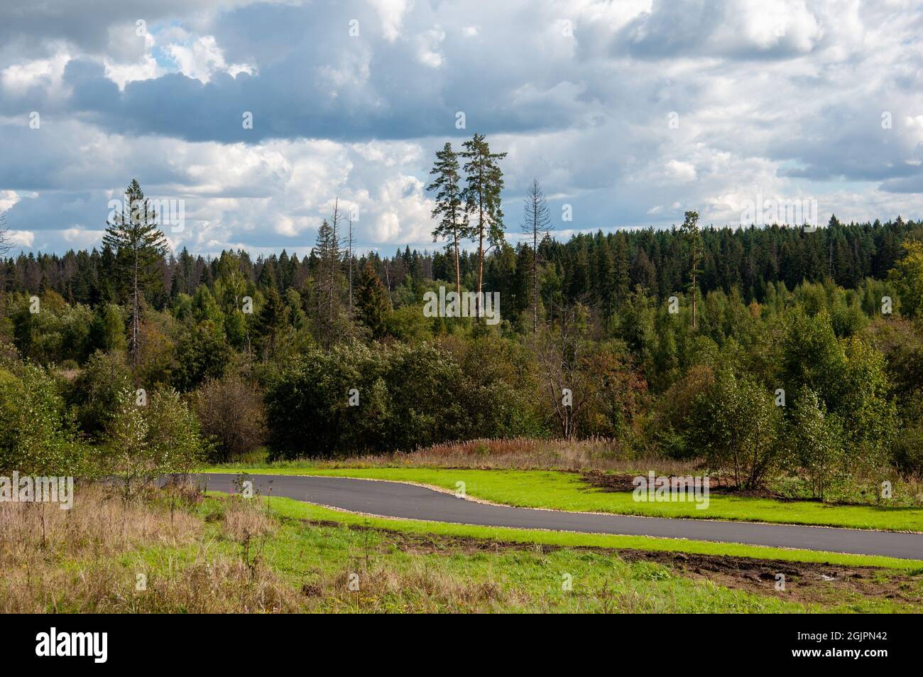 Spruce park with an asphalt walkway, Moscow, Russia Stock Photo - Alamy