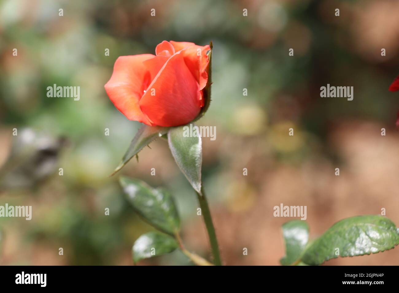 Little bud hi-res stock photography and images - Alamy