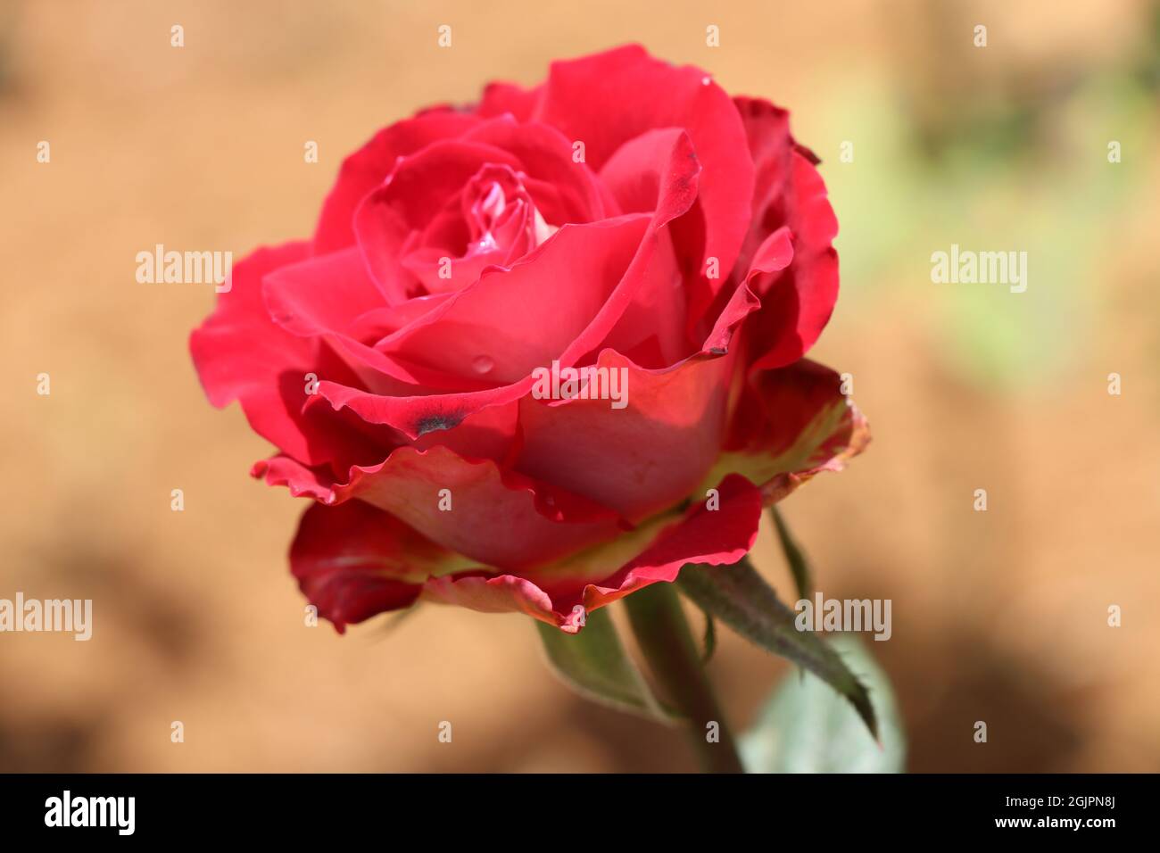 Bi color hi-res stock photography and images - Alamy