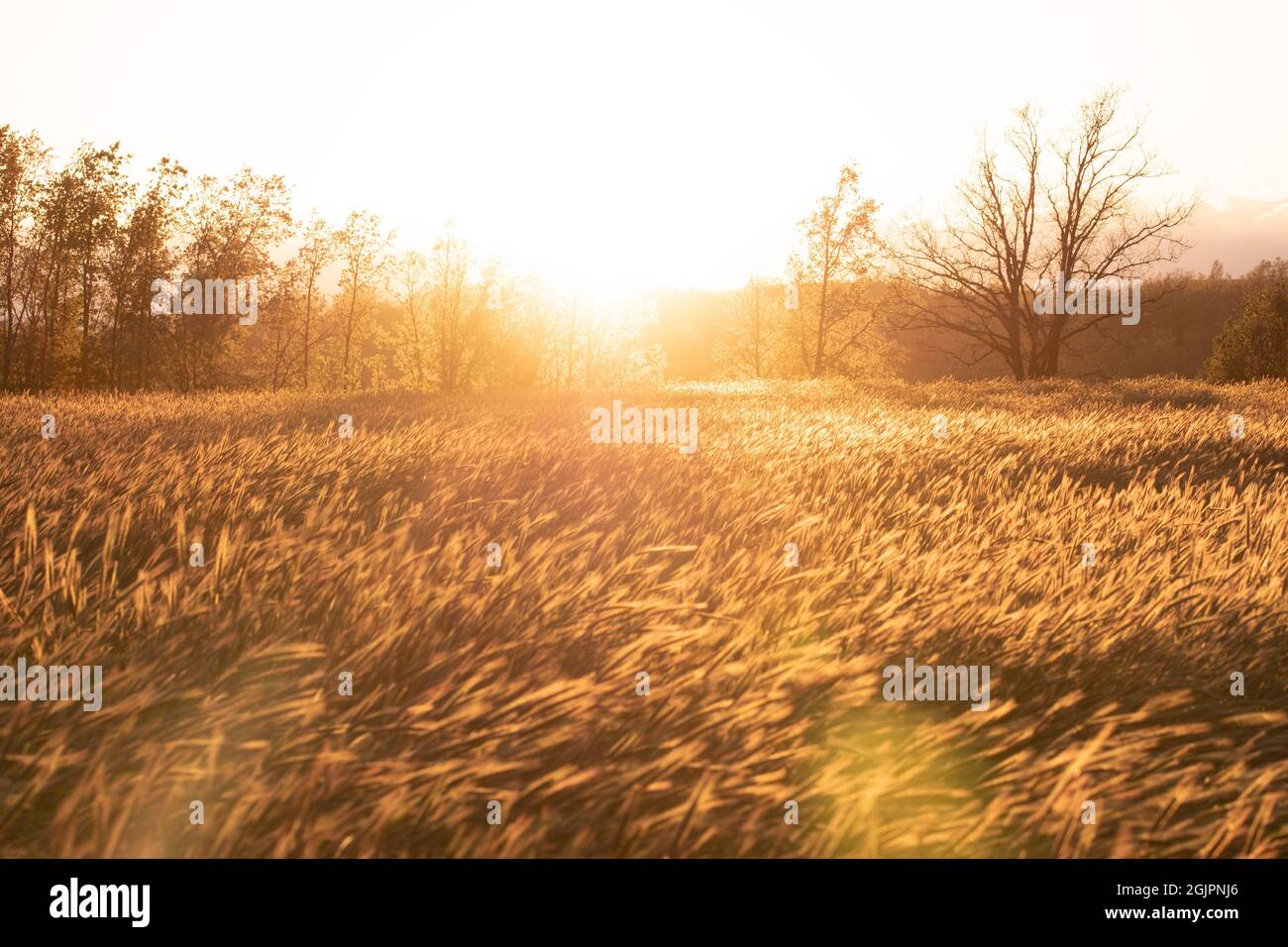 Grainfield hi-res stock photography and images - Alamy