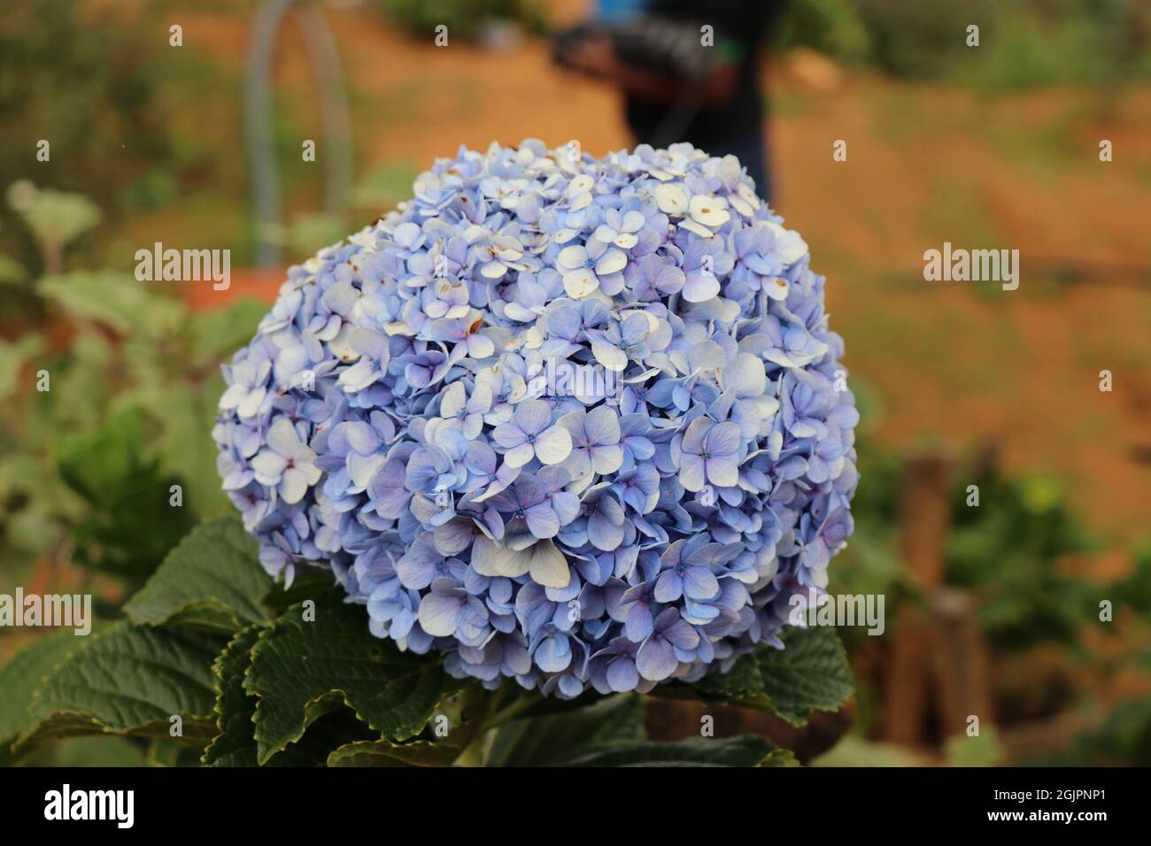 Beautiful bunch of flowers blooming light blue and red Stock Photo - Alamy