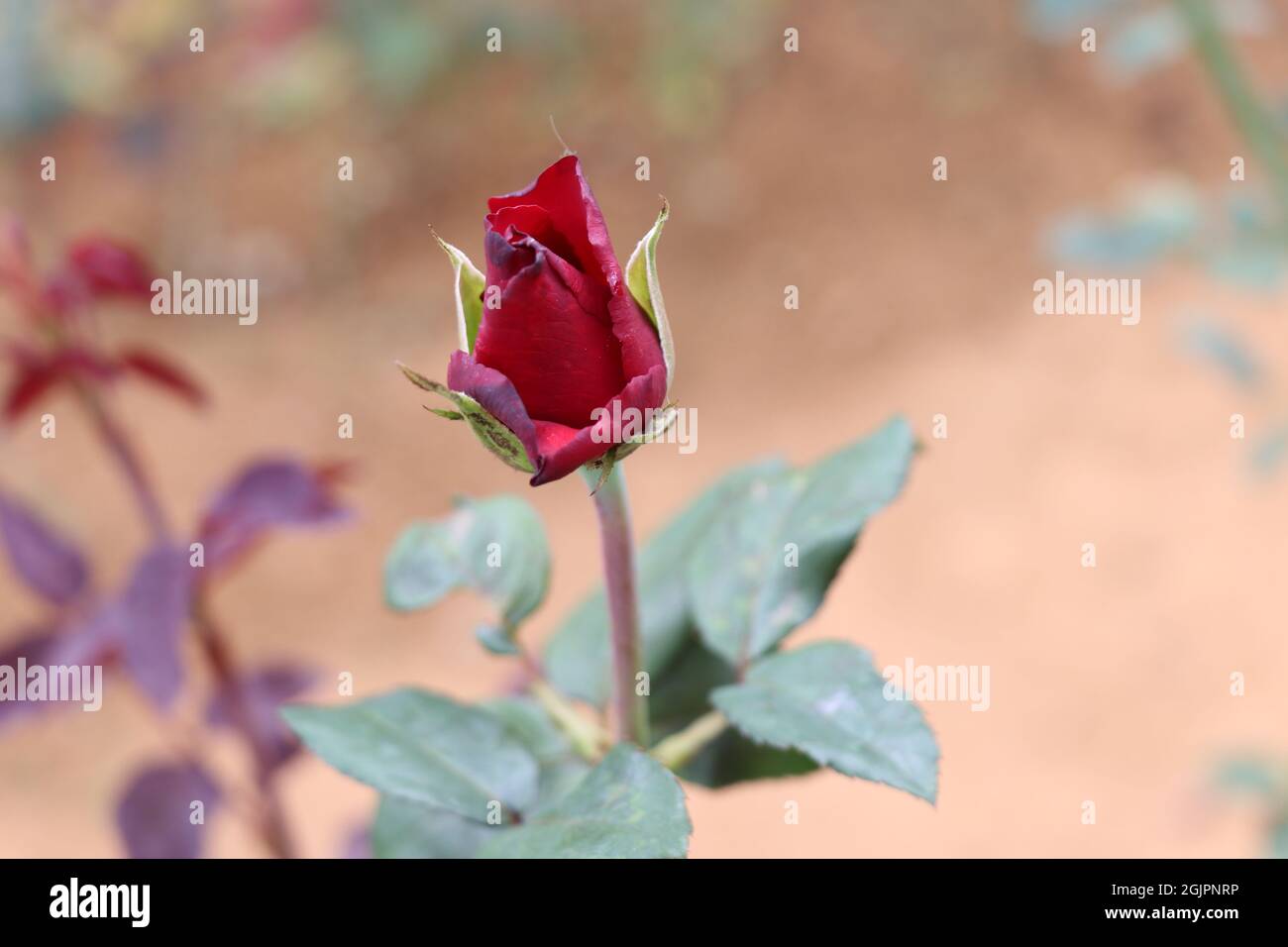 Red rose bud hi-res stock photography and images - Alamy
