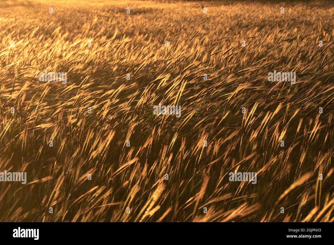 Grainfield at sunset with the sun behind it Stock Photo - Alamy