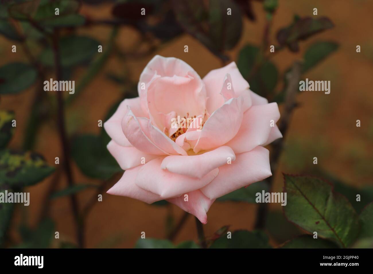 Light pink rose hi-res stock photography and images - Alamy