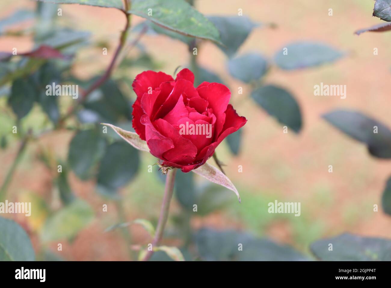 partially bloomed red rose with leaves Stock Photo - Alamy