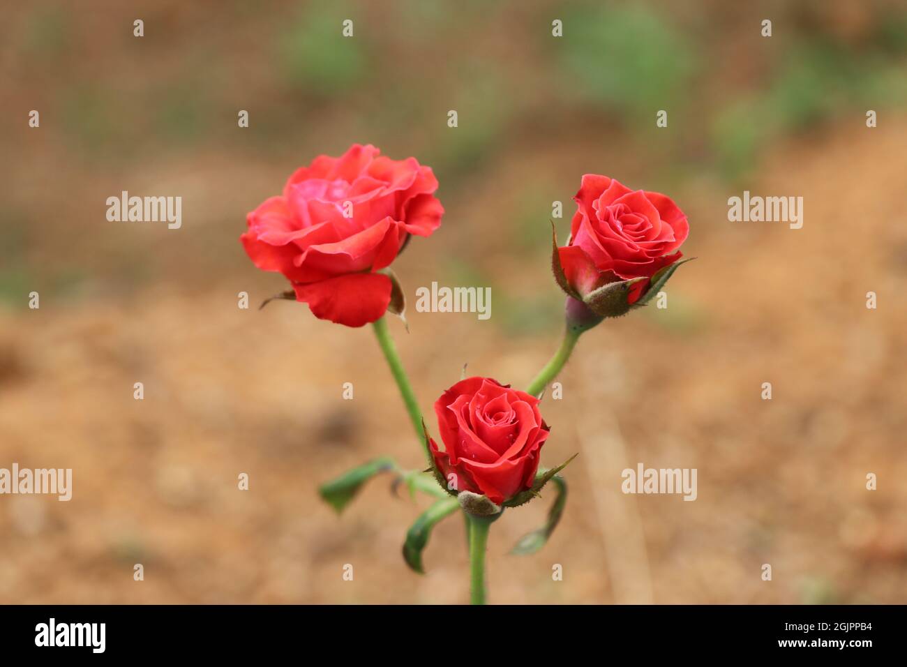 Red roses frame vector hi-res stock photography and images - Alamy