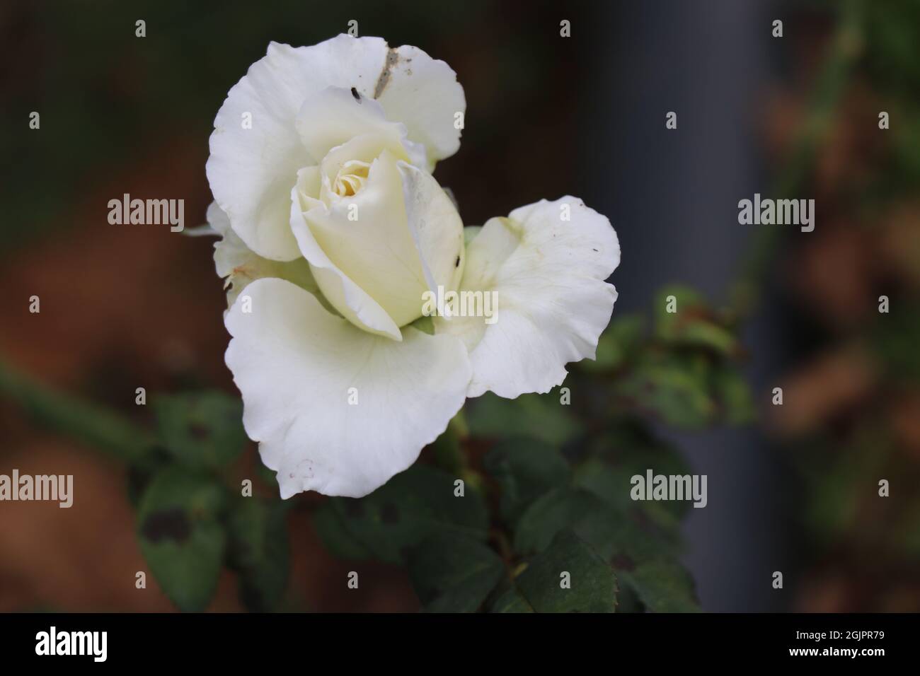 Partial bloomed white rose with leaves Stock Photo - Alamy