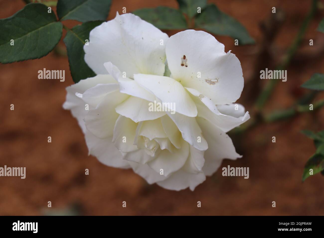 Blooming white rose with leaves Stock Photo - Alamy