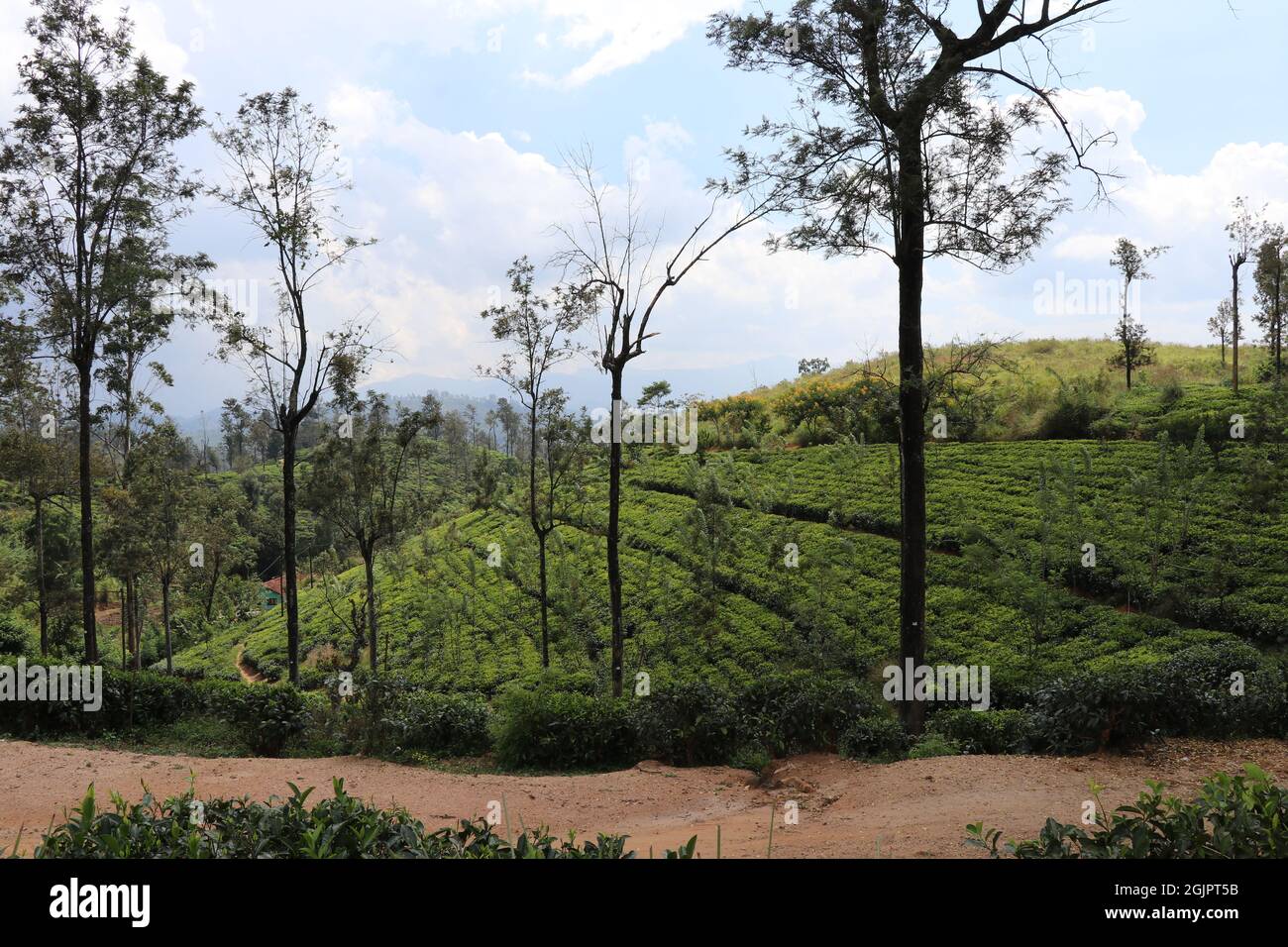 Beautiful Tea estate with a trail Stock Photo - Alamy