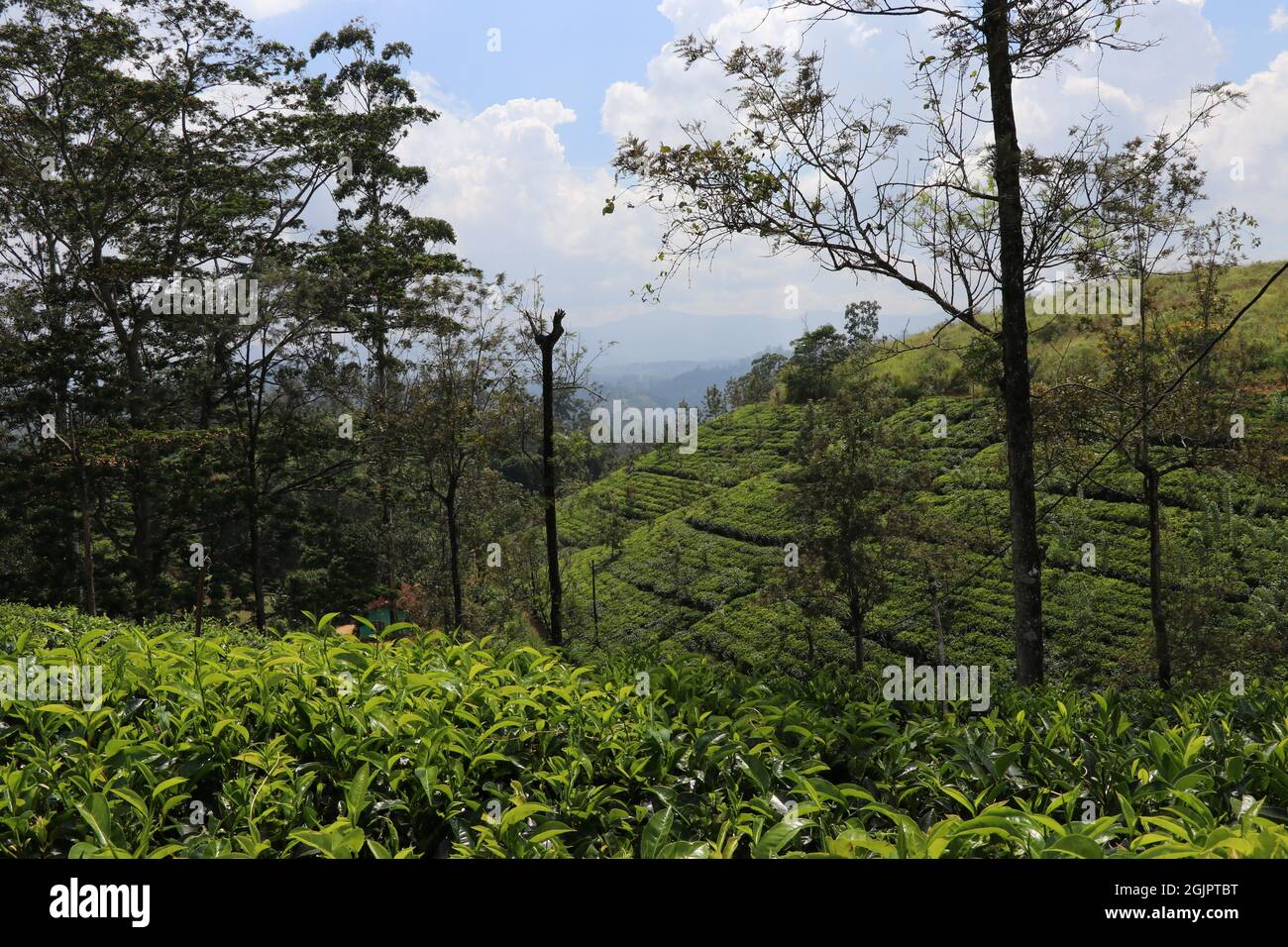 Blue valley tea estate hi-res stock photography and images - Alamy