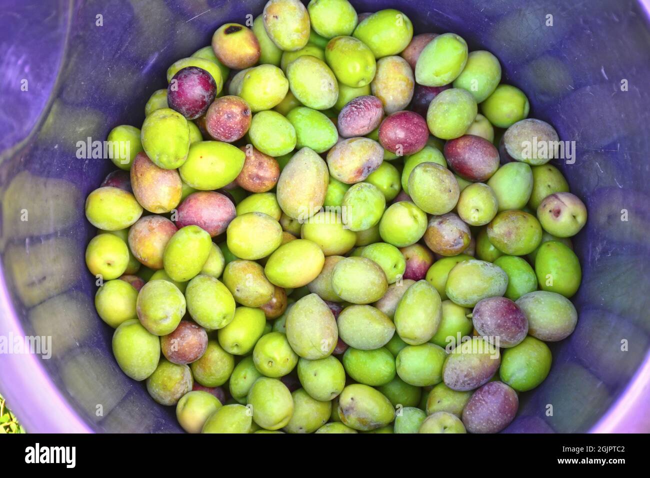 Fresh picked - Olives in a bucket Stock Photo - Alamy