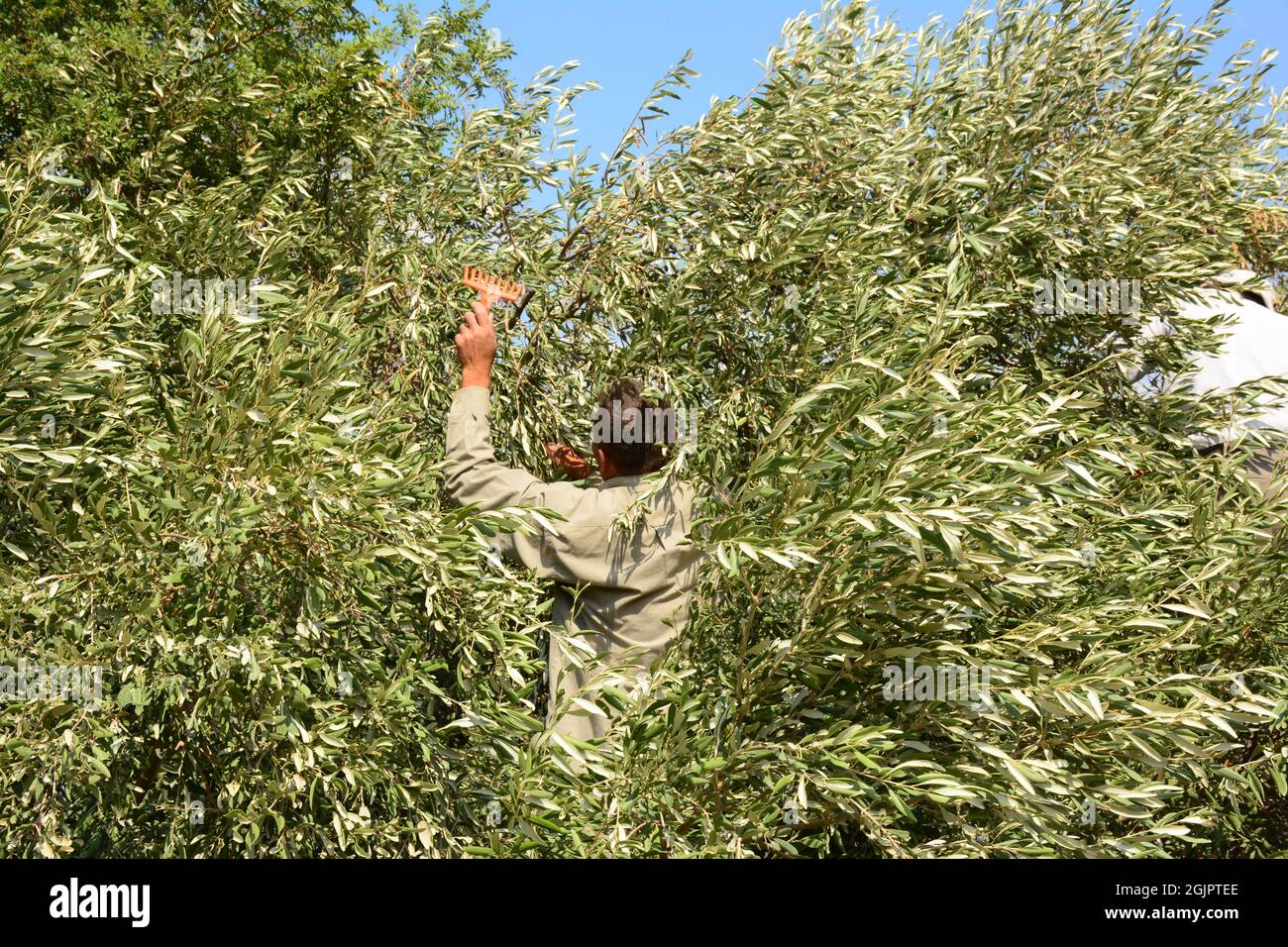 Olive farm picking hi-res stock photography and images - Alamy