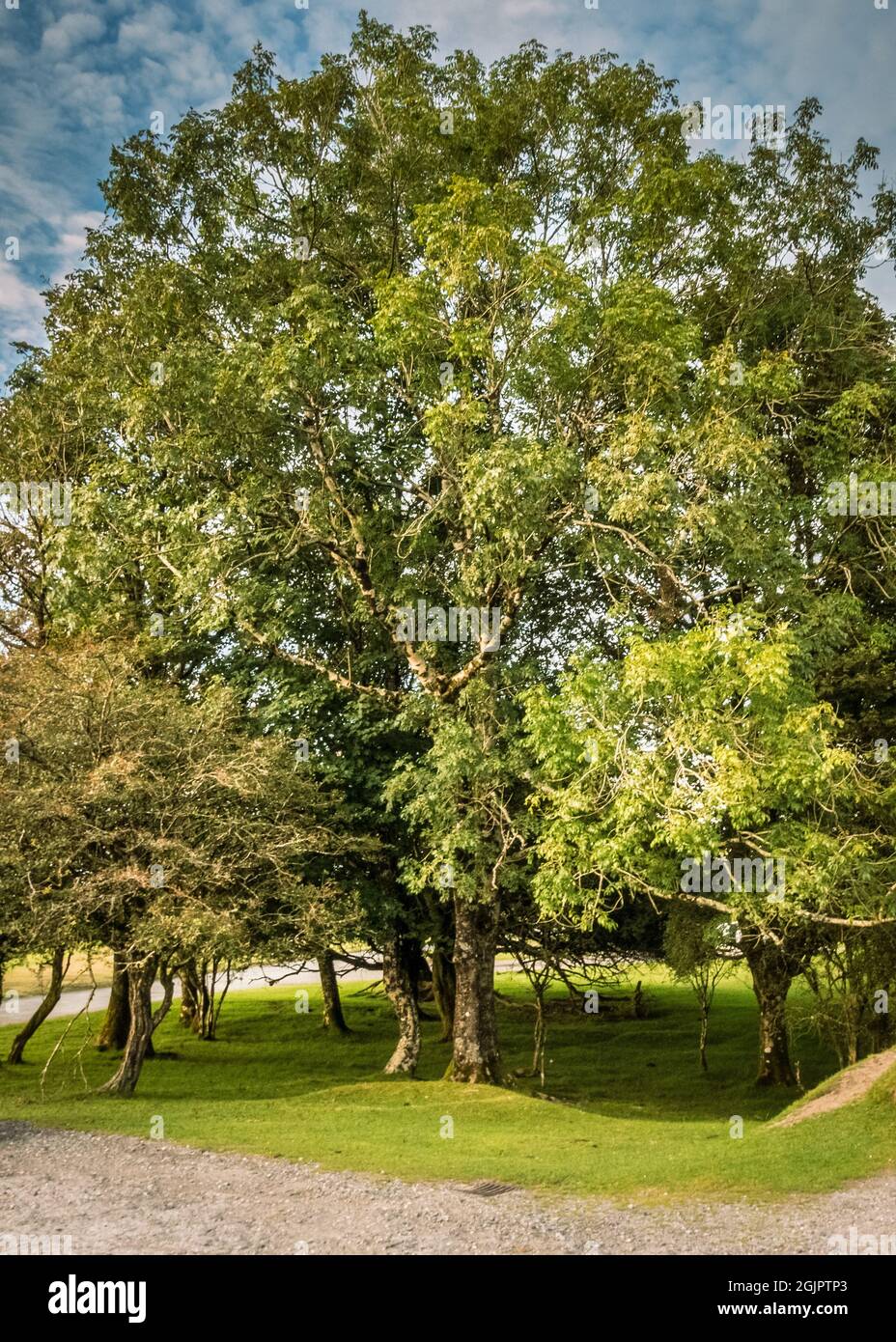 Sunshine on the old oak tree Stock Photo - Alamy