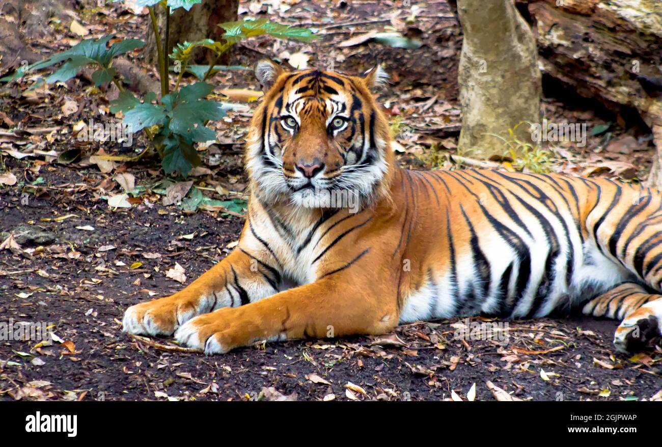 Beautiful tiger laying in the wild environment Stock Photo - Alamy