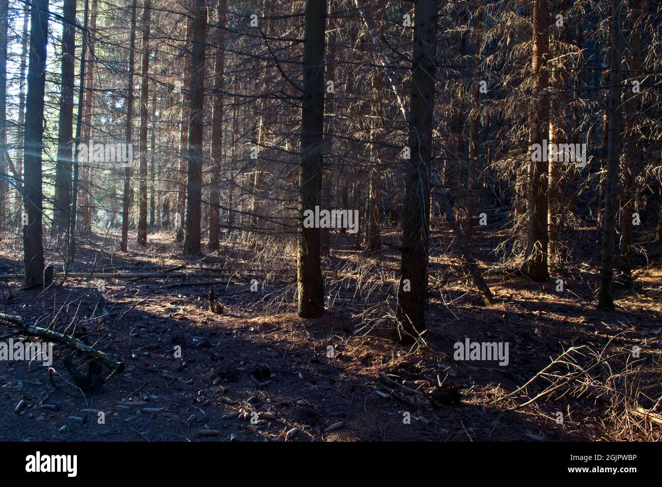 Twilight forest hi-res stock photography and images - Alamy