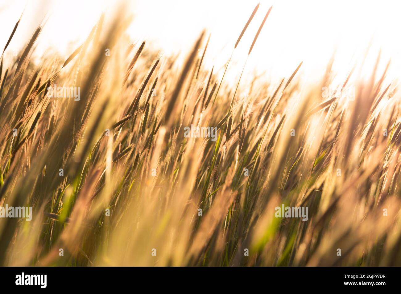 Grainfield hi-res stock photography and images - Alamy