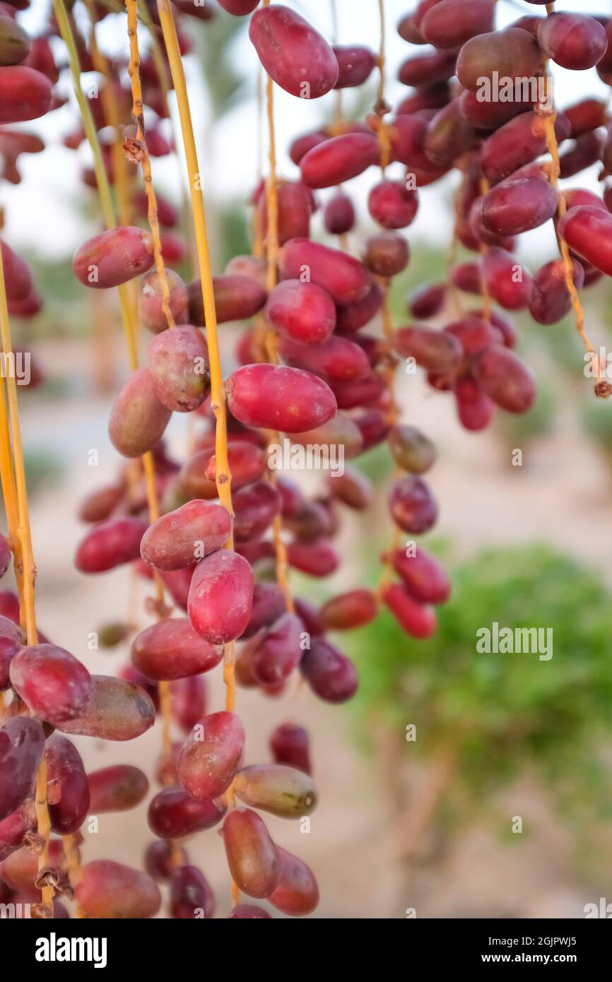 Ripe dates on a date palm. The fruit in the wild Stock Photo - Alamy