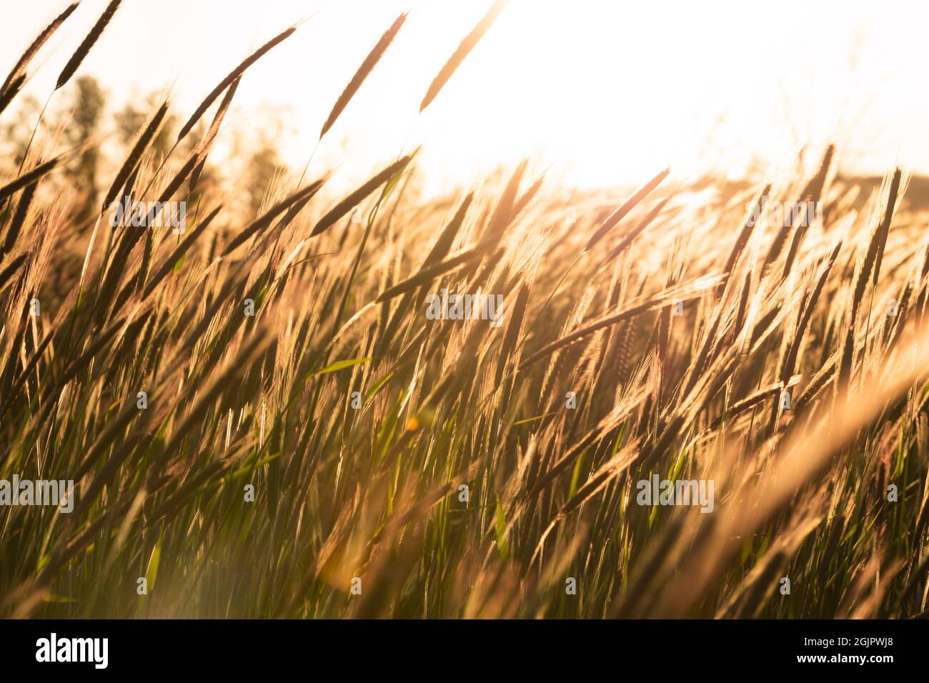 Grainfield hi-res stock photography and images - Alamy