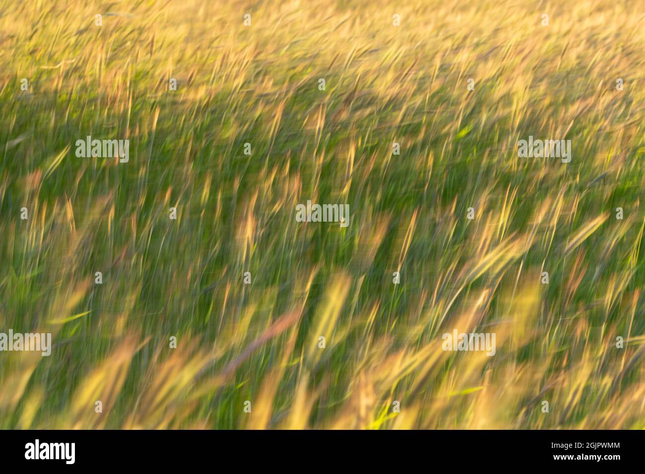Motion blur grainfield at sunset with the sun behind it Stock Photo - Alamy