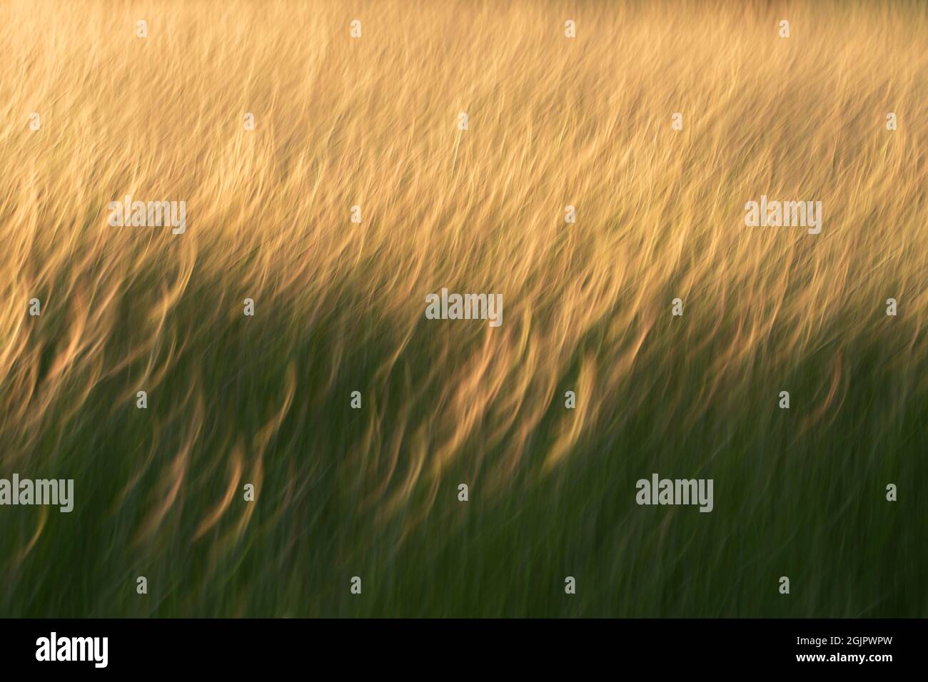 Motion blur grainfield at sunset with the sun behind it Stock Photo - Alamy