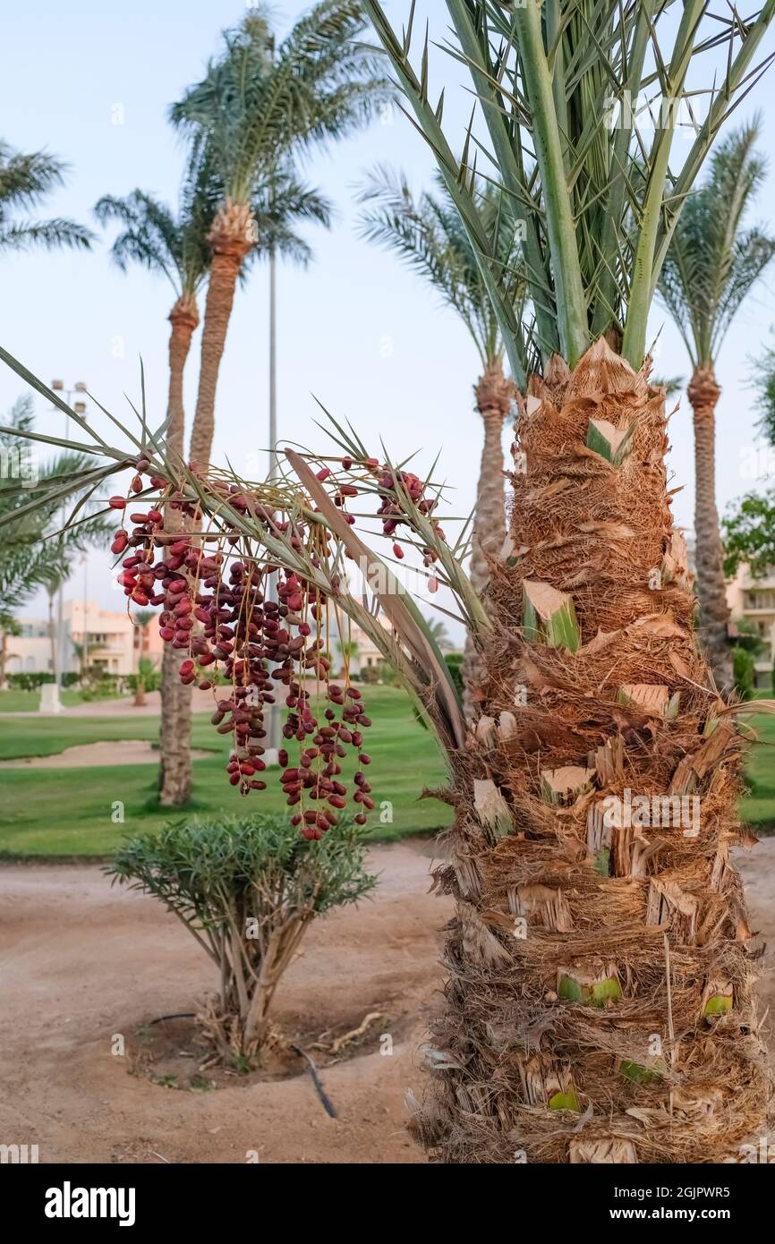 Bunch of red dates hi-res stock photography and images - Alamy