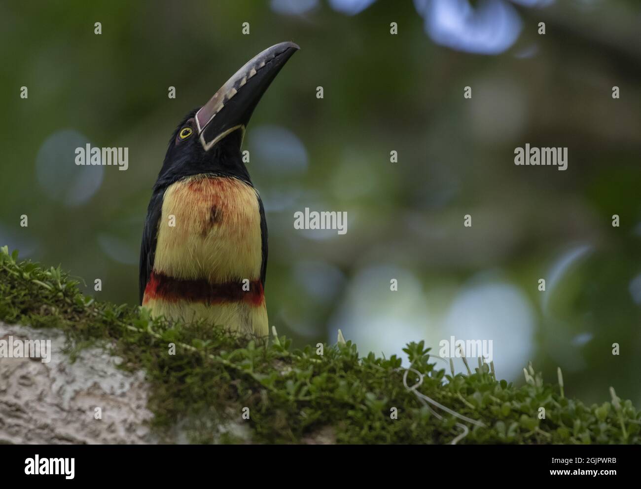 Exotic Aracari toucan perched on a tree branch Stock Photo - Alamy