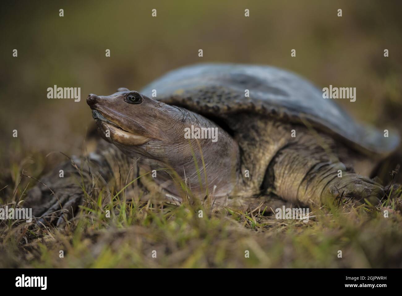 Closeup shot turtle slowly hi-res stock photography and images - Alamy