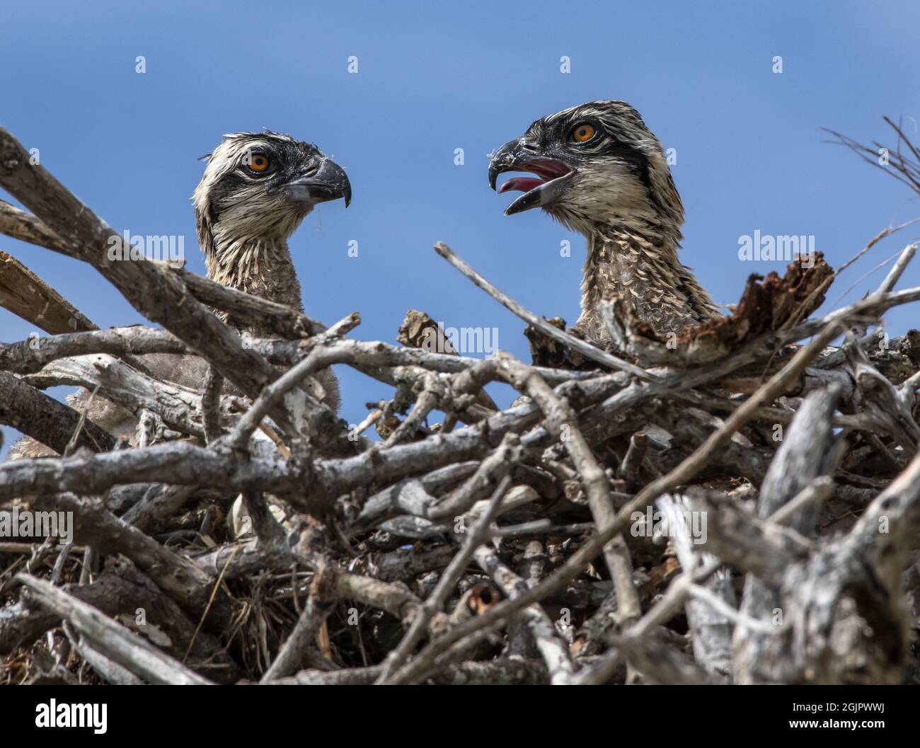 Nestlings nest raptor predator bird of prey hi-res stock photography ...