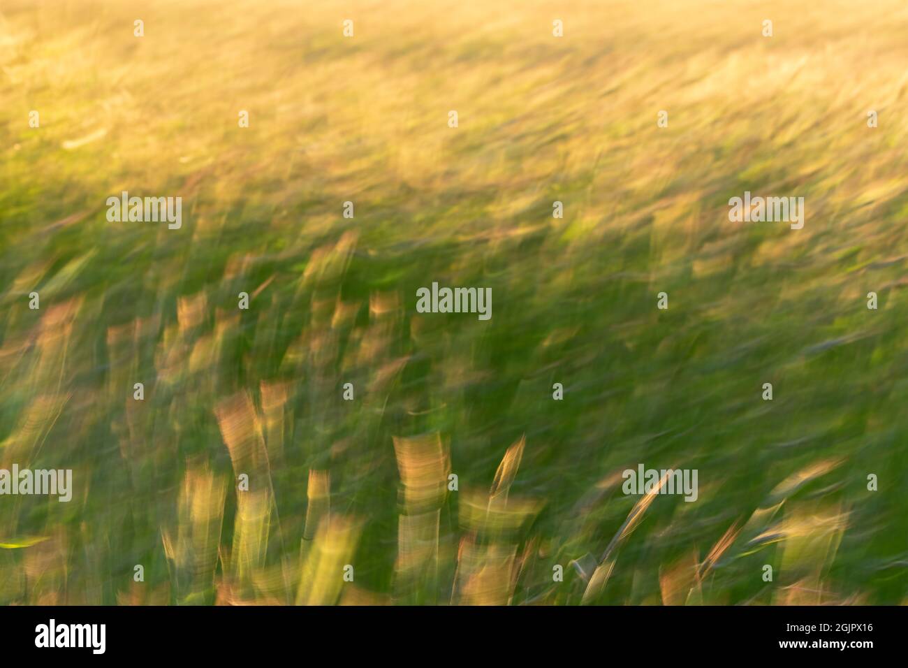 Motion blur grainfield at sunset with the sun behind it Stock Photo - Alamy