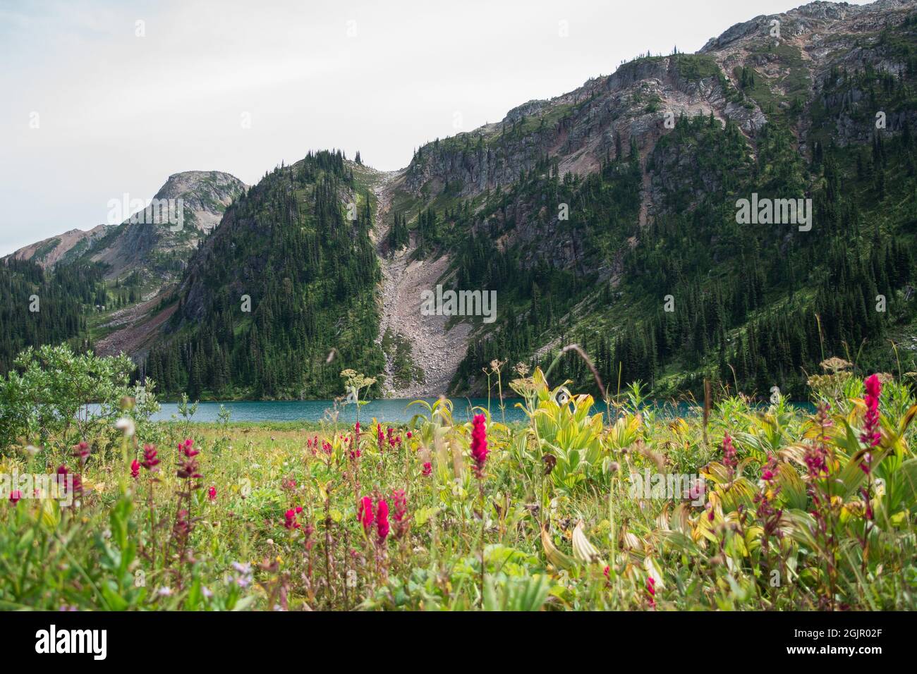 Pacific northwest plants hi-res stock photography and images - Alamy